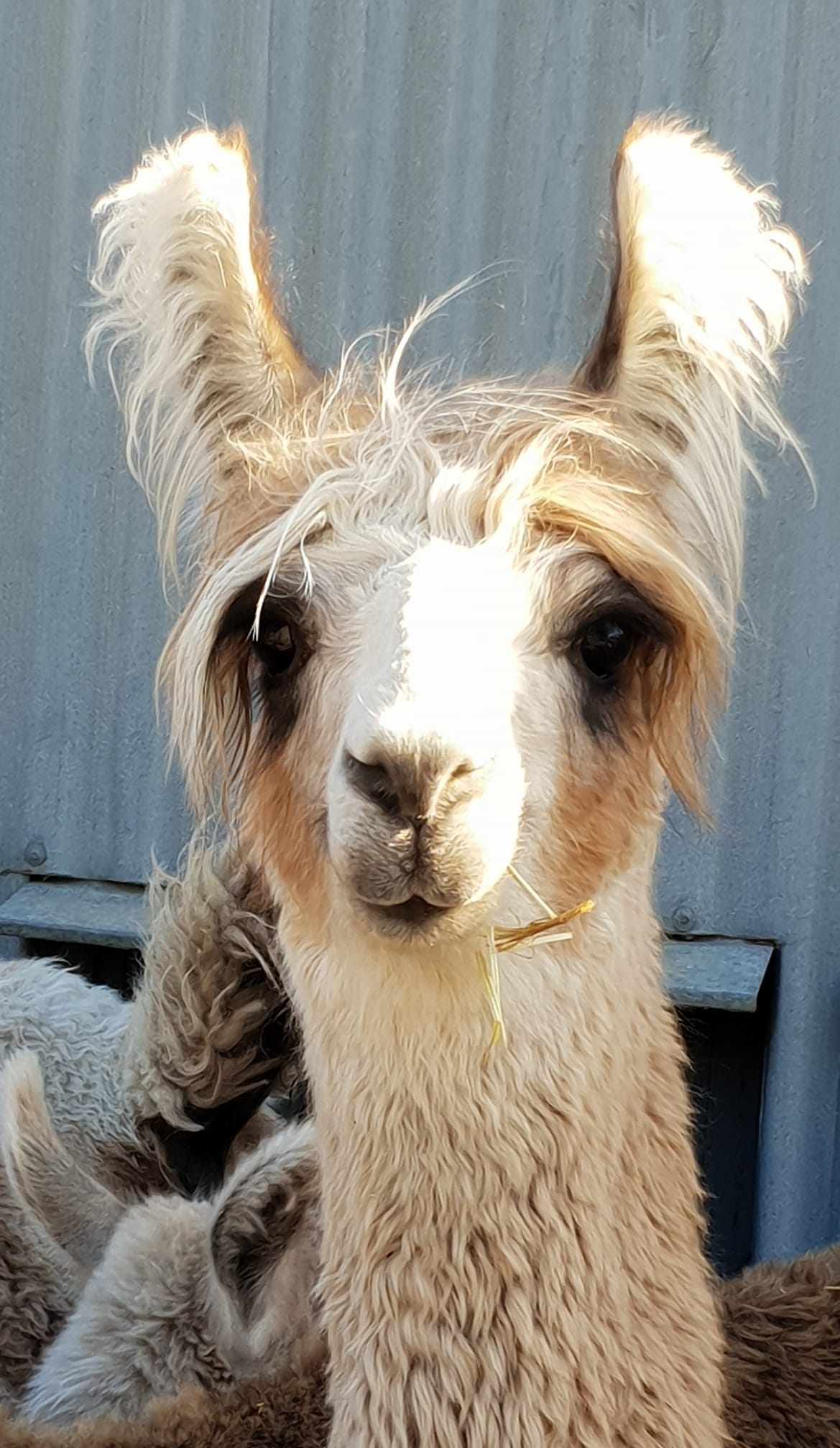 Painted Pines Llamas – Breeders of fine quality llamas, Miniature and ...