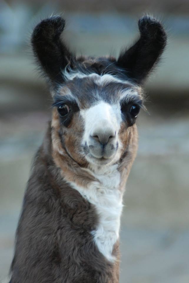 Painted Pines Llamas – Breeders of fine quality llamas, Miniature and ...