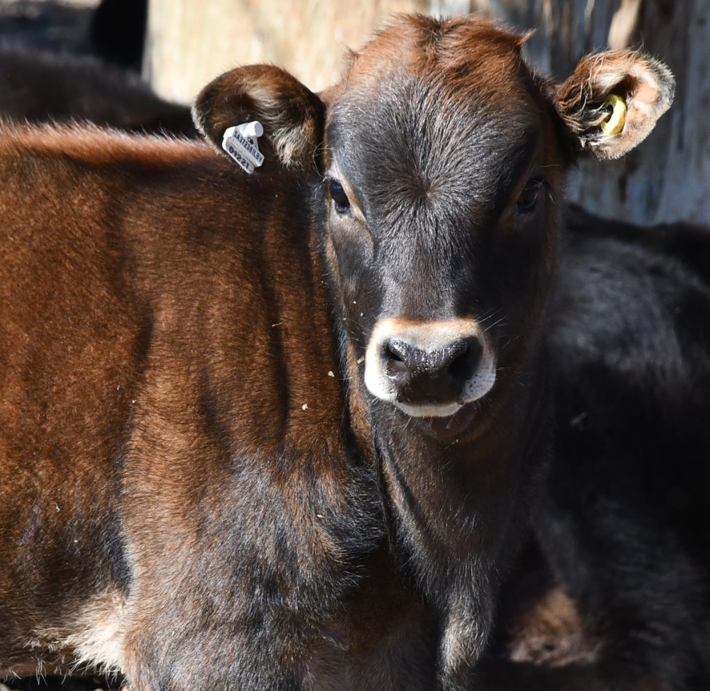 Beef Cattle – Painted Pines Llamas