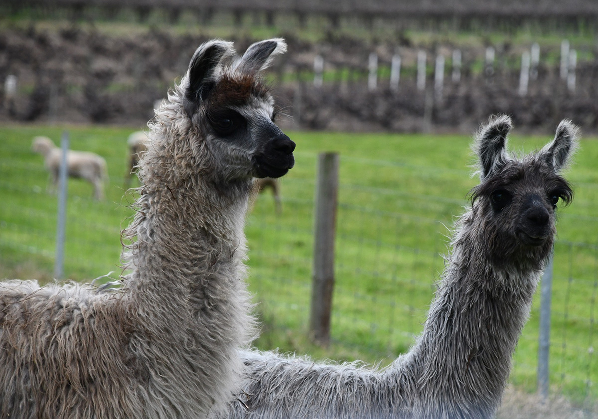 Painted Pines Llamas – Breeders of fine quality llamas, Miniature and ...