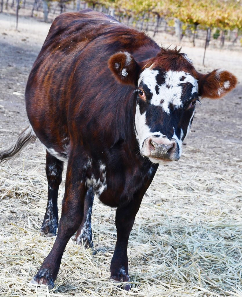 Beef Cattle – Painted Pines Llamas